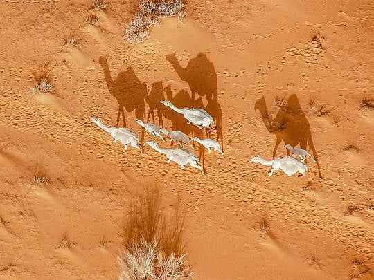 Hail region's ancient camel connection celebrated in 'Year of the Camel ...