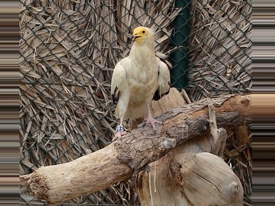 Look: UAE centre successfully breeds critically-endangered raptors
