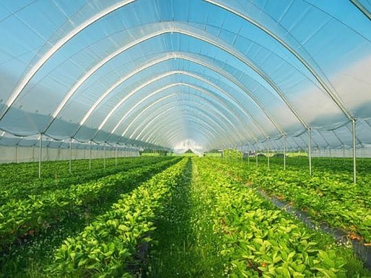 UAE: 57 farmers reap Dh10 million Sheikh Mansour bin Zayed Agricultural ...