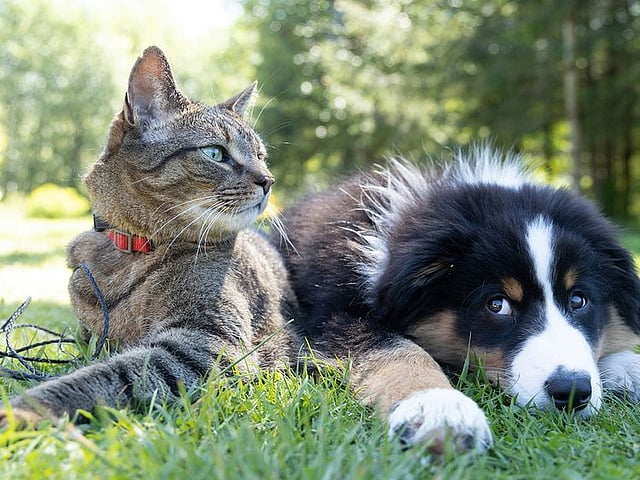 Stress-free pet travel in the UAE: Essential tips and airline regulations