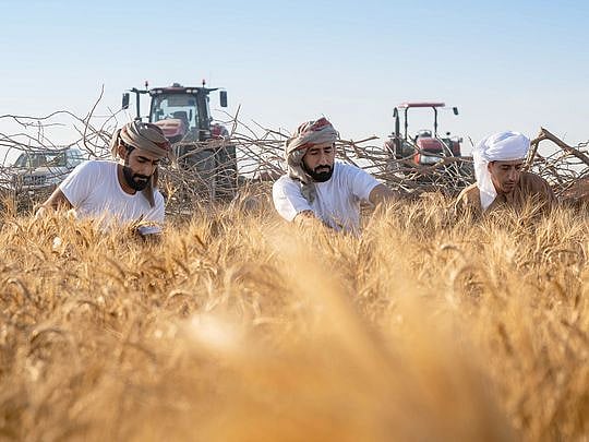 ‘Saba Sanabel’: Sharjah’s wheat flour has world’s highest protein ...