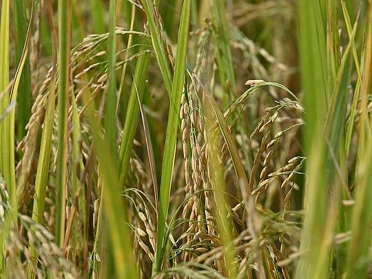 Philippine court blocks GMO 'golden rice' production over safety fears