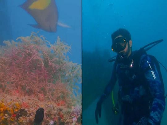 Sheikh Hamdan shares video of diving expedition to inaugurate Dubai Reef