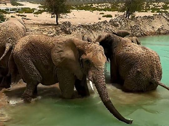 Watch: Sheikh Hamdan shares video of elephants cooling off