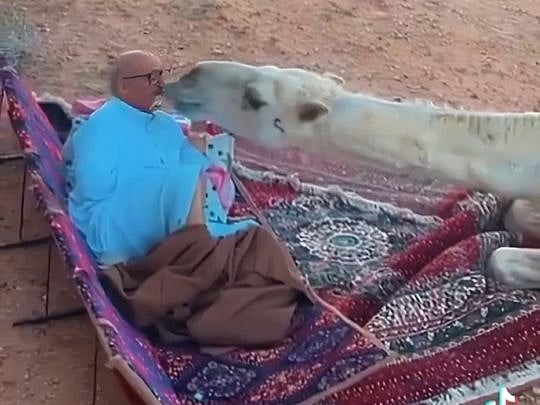 Watch video: Camel gives warm welcome to owner