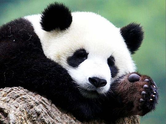 Viral: Giant Panda becomes honorary chief of Chinese culture and ...