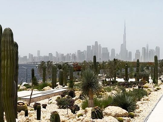 Discover Dubai's secret oasis: Explore the Al Jaddaf Cactus Park!