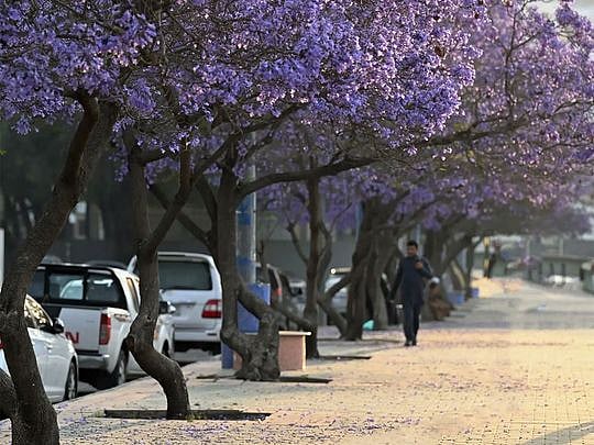 Purple paradise: Witness Saudi Arabia's stunning jacaranda blooms in ...