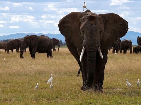 Elephants call each other by name, study finds