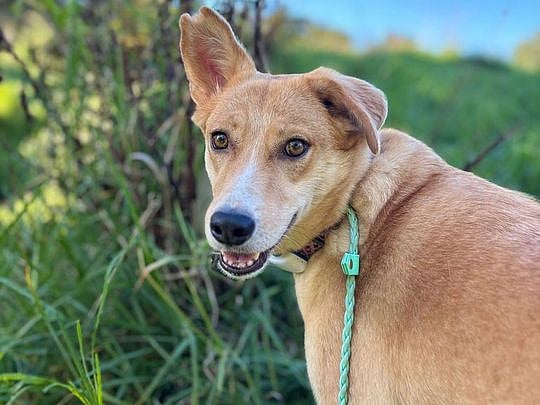 Meet Jalebi, the street dog that travelled from the streets of India to ...