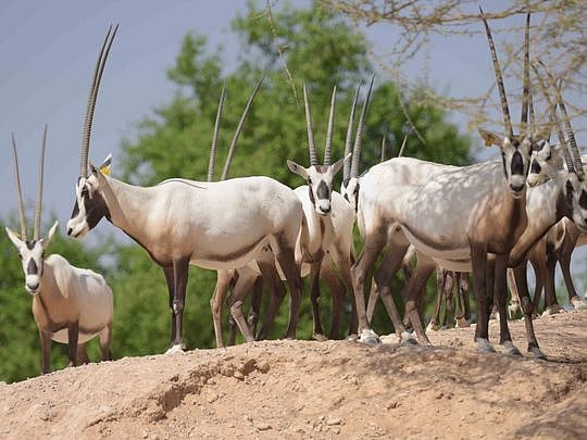 Watch: How UAE brought Arabian oryx back from the brink of extinction