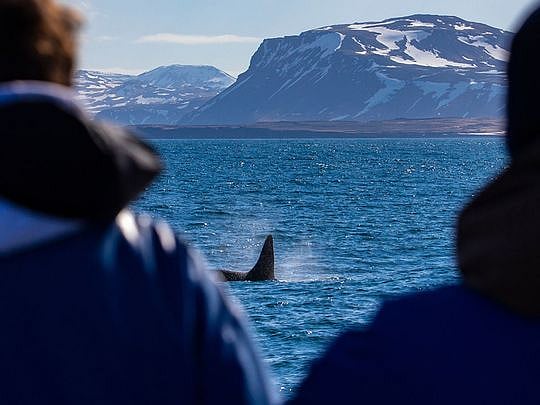 Whale Hunting: A clash of tradition and modern ethics