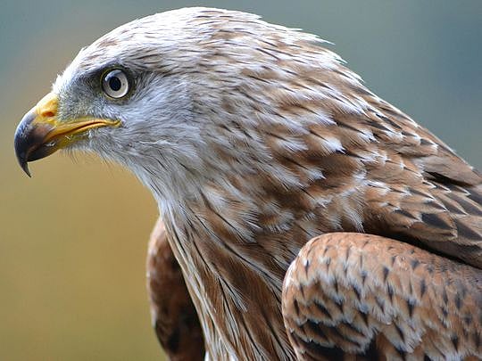 Falcon sells for record SR400,000 at Saudi auction