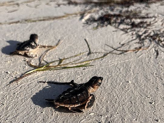 Around 300 Hawksbill turtles hatch at UAE’s Al Taweelah beach this season