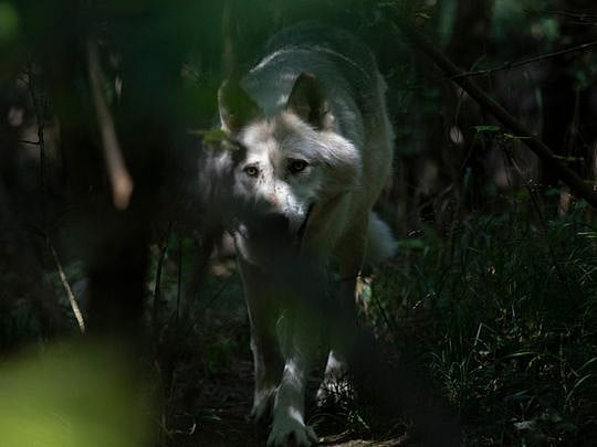 Drones, dolls, dung: Killer wolves spark panic in India