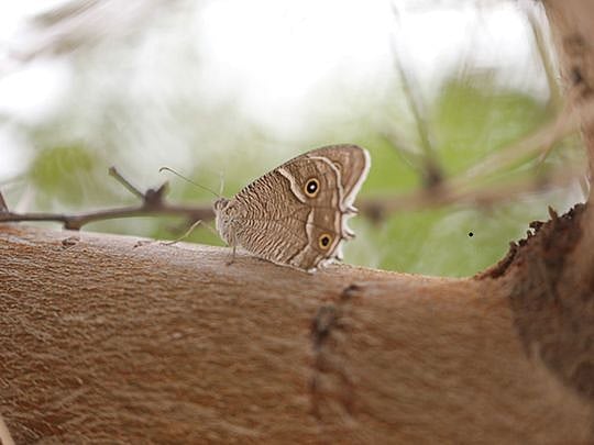 Rare butterflies sighted in UAE’s Jebel Jais mountains