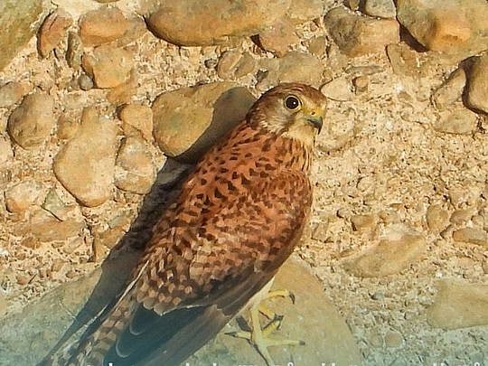 Falcon trapped in Fujairah building rescued