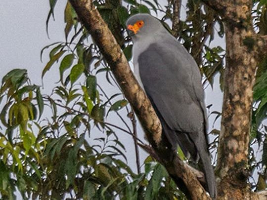 Hawk-eyed photographer snaps rare bird feared extinct