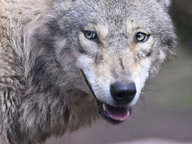 India deploys drones after wolf attacks kill 2 children within hours in ...