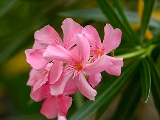 Abu Dhabi bans oleander flower to safeguard public health