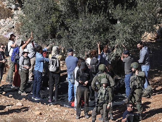Gaza war, settler attacks ruin Palestinian olive harvest