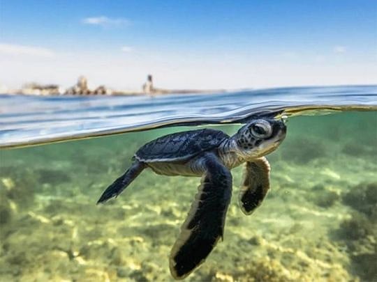 Video: Saudi Arabia announces discovery of largest sea turtle nesting ...