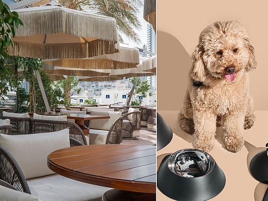 Treat your puppy to a free ice cream on this new dog-friendly terrace ...