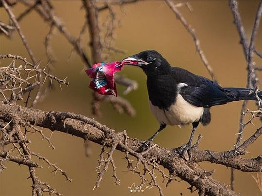 Saudi photographer’s seven-year mission to save endangered Asir magpie