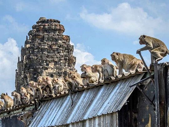 Video: Mob of 200 monkeys attack Thai police station