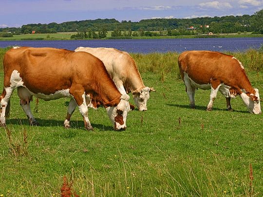 Why are Denmark’s cows being taxed for global warming?