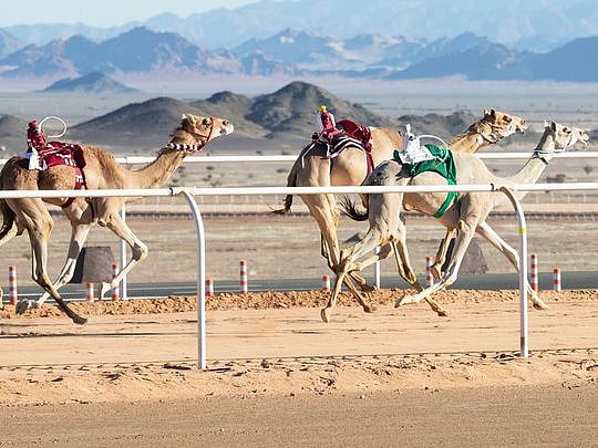 Saudi Arabia announces private jet prize for camel competition winner