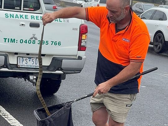 Deadly tiger snake surprises driver on Australian highway