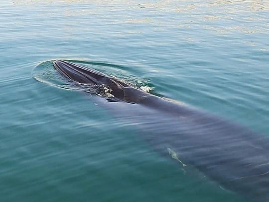 Watch: Bryde's whale spotted near Fujairah Port