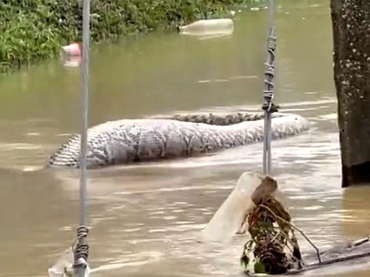 Viral video: Giant python caught on camera floating in Thai floodwaters