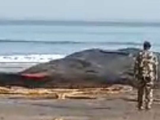 15-metre whale washes ashore Suwadi beach in Oman's Barka province