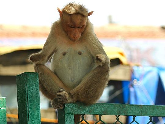 From adversity to inspiration: A monkey with a broken limb walking on ...