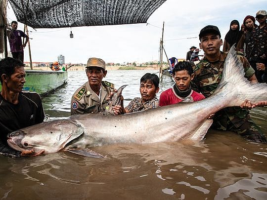 Six rare giant catfish surface in Cambodia