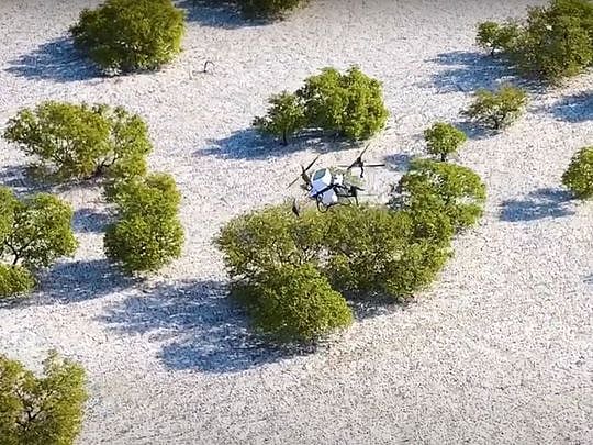 AI-powered initiative to restore thousands of hectares of mangroves in UAE