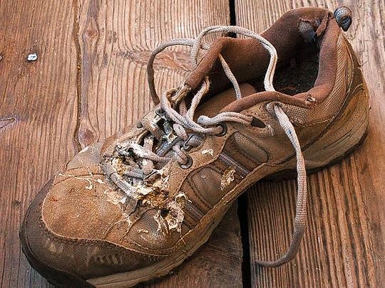 Destroy your shoe, or you might put your foot in it