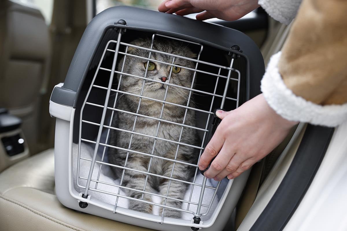 Tragic Cat Deaths Linked to Bird Flu in Raw Milk