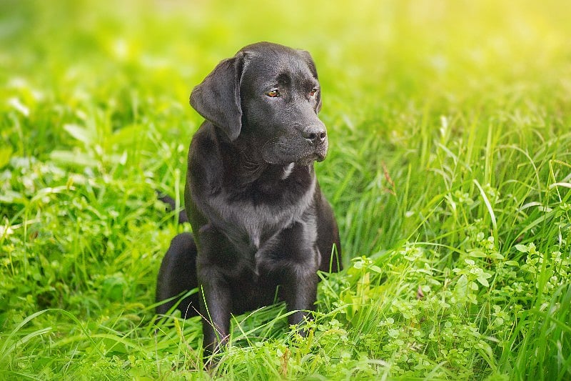 Many Labradors Become Obese and New Research Shows Why
