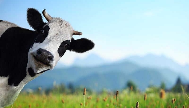 USDA Testing Beef for H5N1 Amid Current Outbreak in Dairy Cows