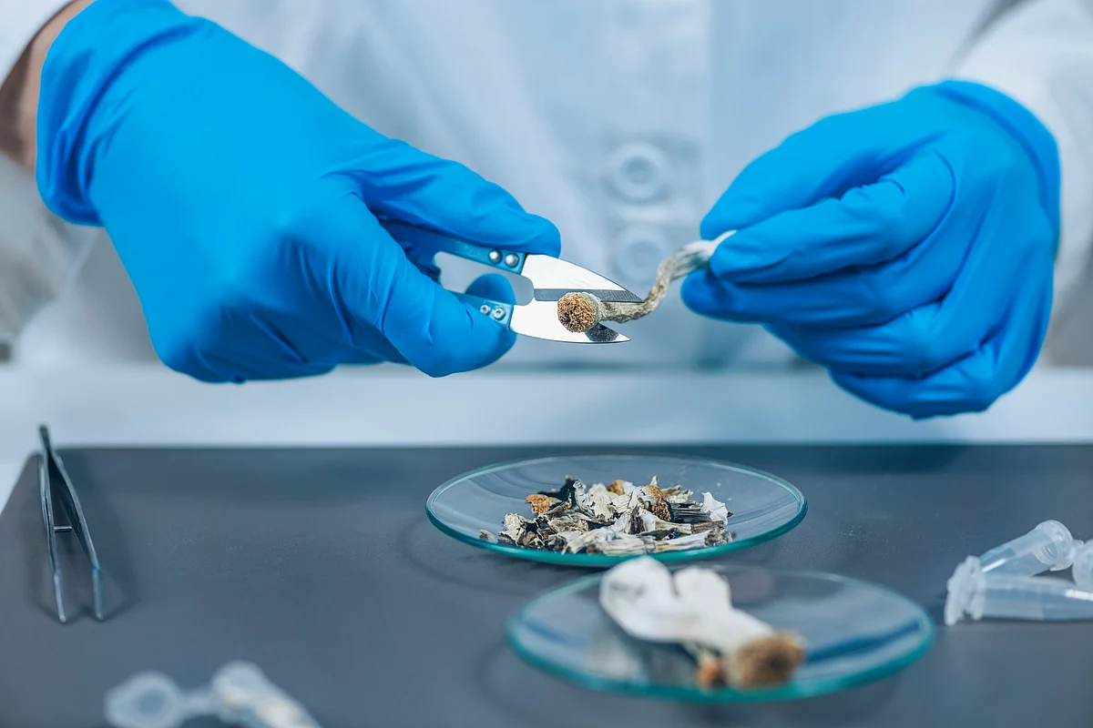 Magic Mushrooms Psilocybin Is Americas Most Popular Hallucinogen