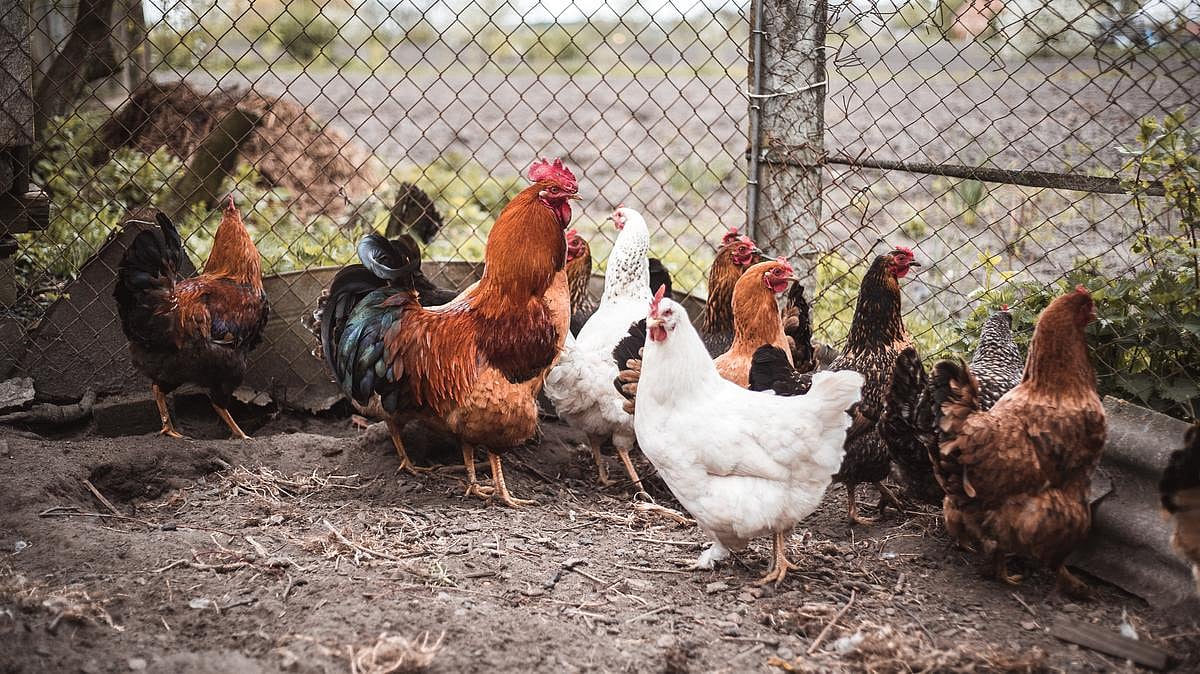 Bird Flu Kills 20M Chickens in U.S., Driving Egg Prices Sky-High