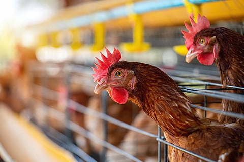 Bird Flu Found in Georgia Commercial Poultry