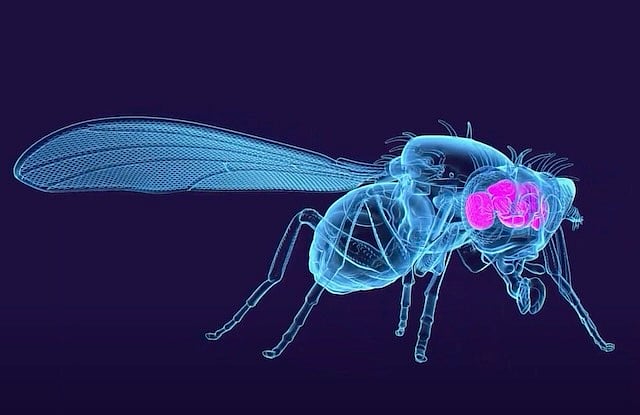 Scientists Complete Map of Adult Fruit Fly Brain