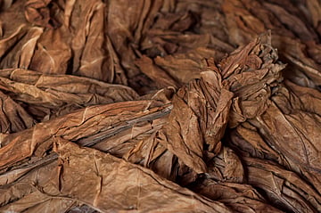 The Health Risks of Cigar Smoking: What You Need to Know