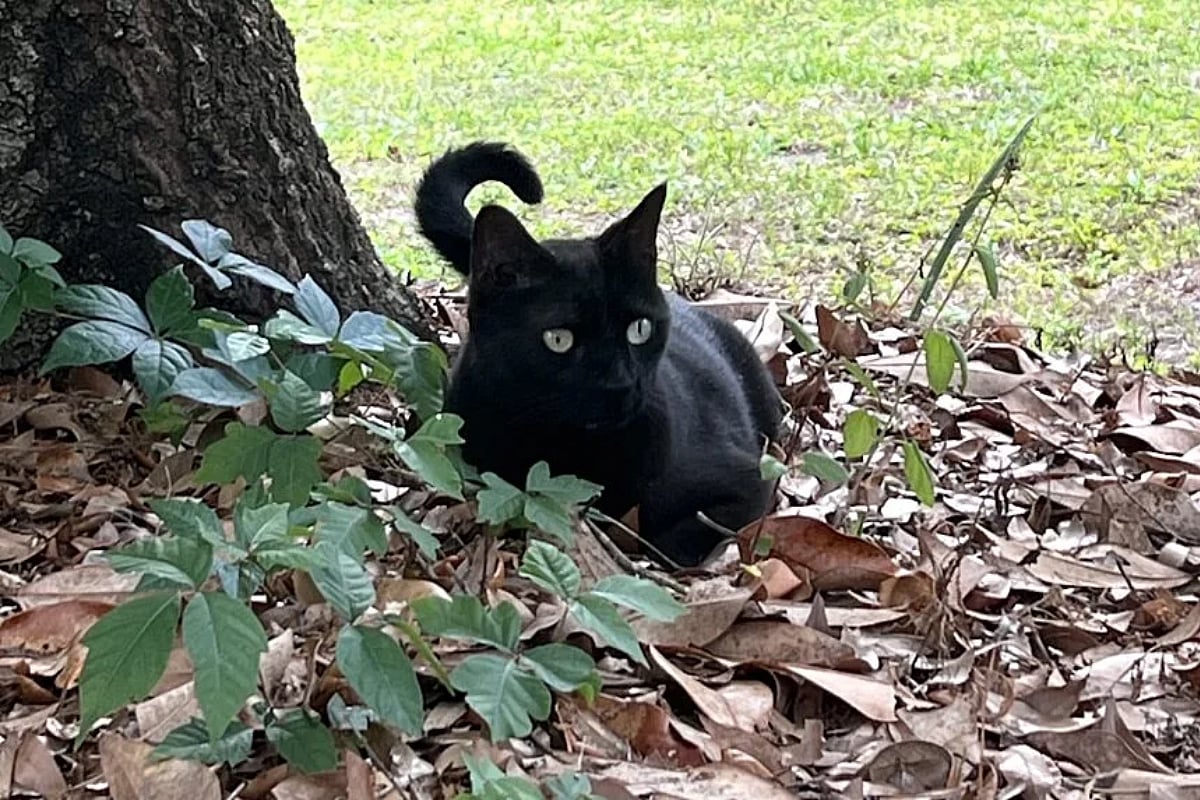 Florida House Cat's Latest Conquest Yields New Virus Discovery