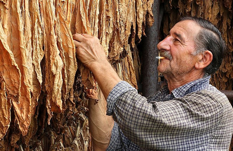 FDA Launches Ad Campaign Against Chewing Tobacco