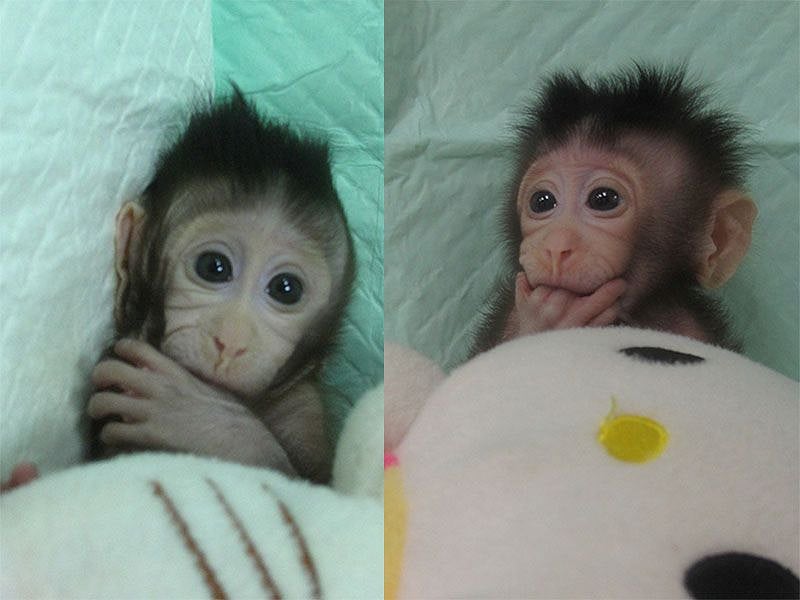 First Monkeys Cloned From Process That Created 'Dolly' the Sheep